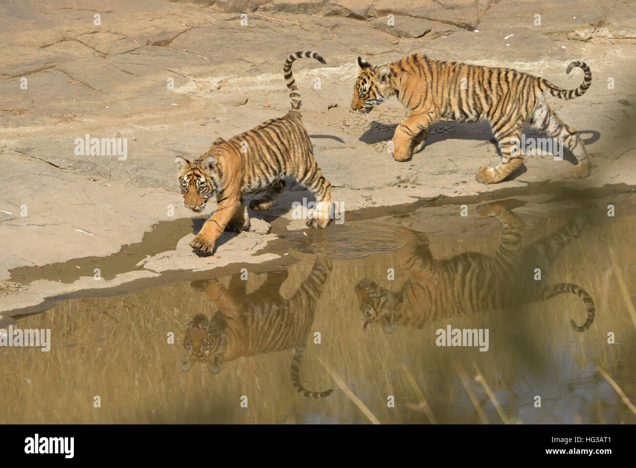 Wild Indian Tiger cubs, walking along a river bed in Ranthambore ...