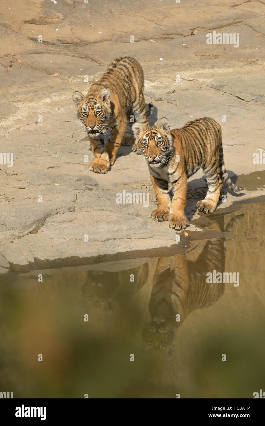 Wild Indian Tiger cubs, walking along a river bed in Ranthambore ...