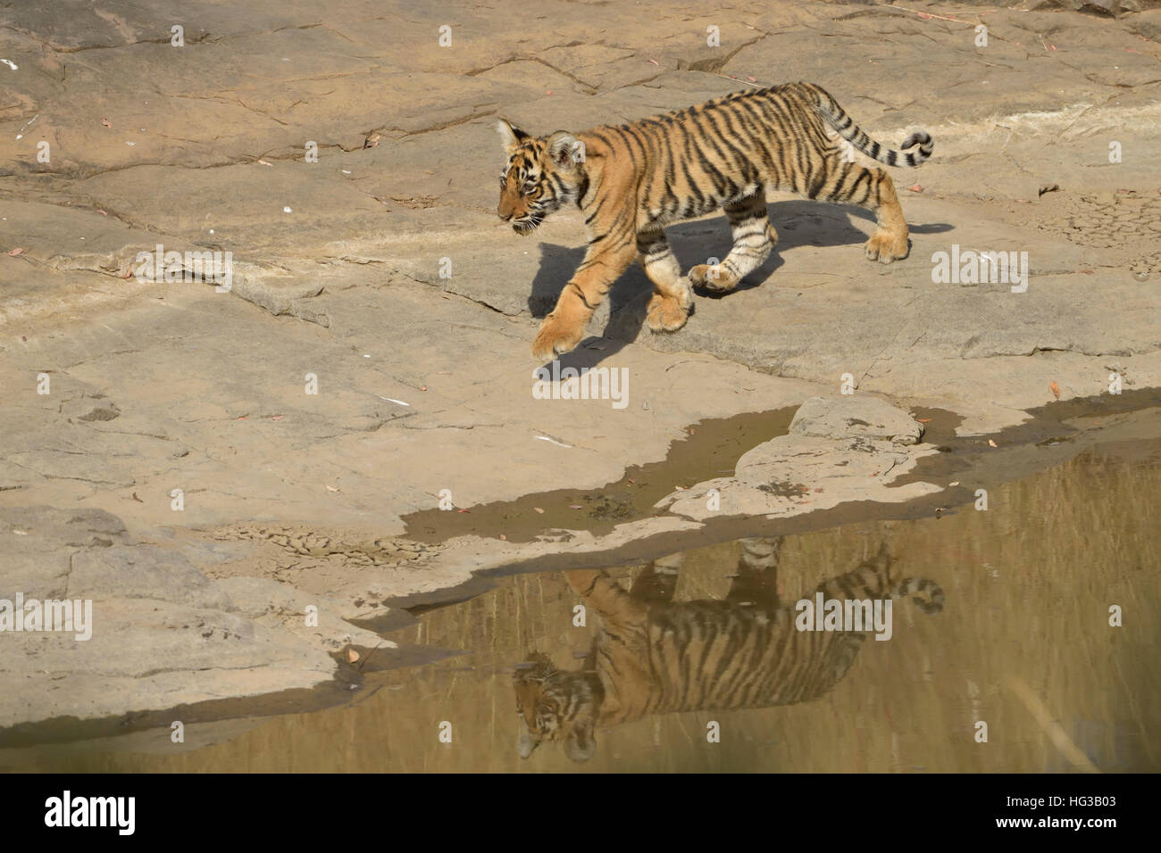 Wild Indian Tiger cubs, walking along a river bed in Ranthambore ...