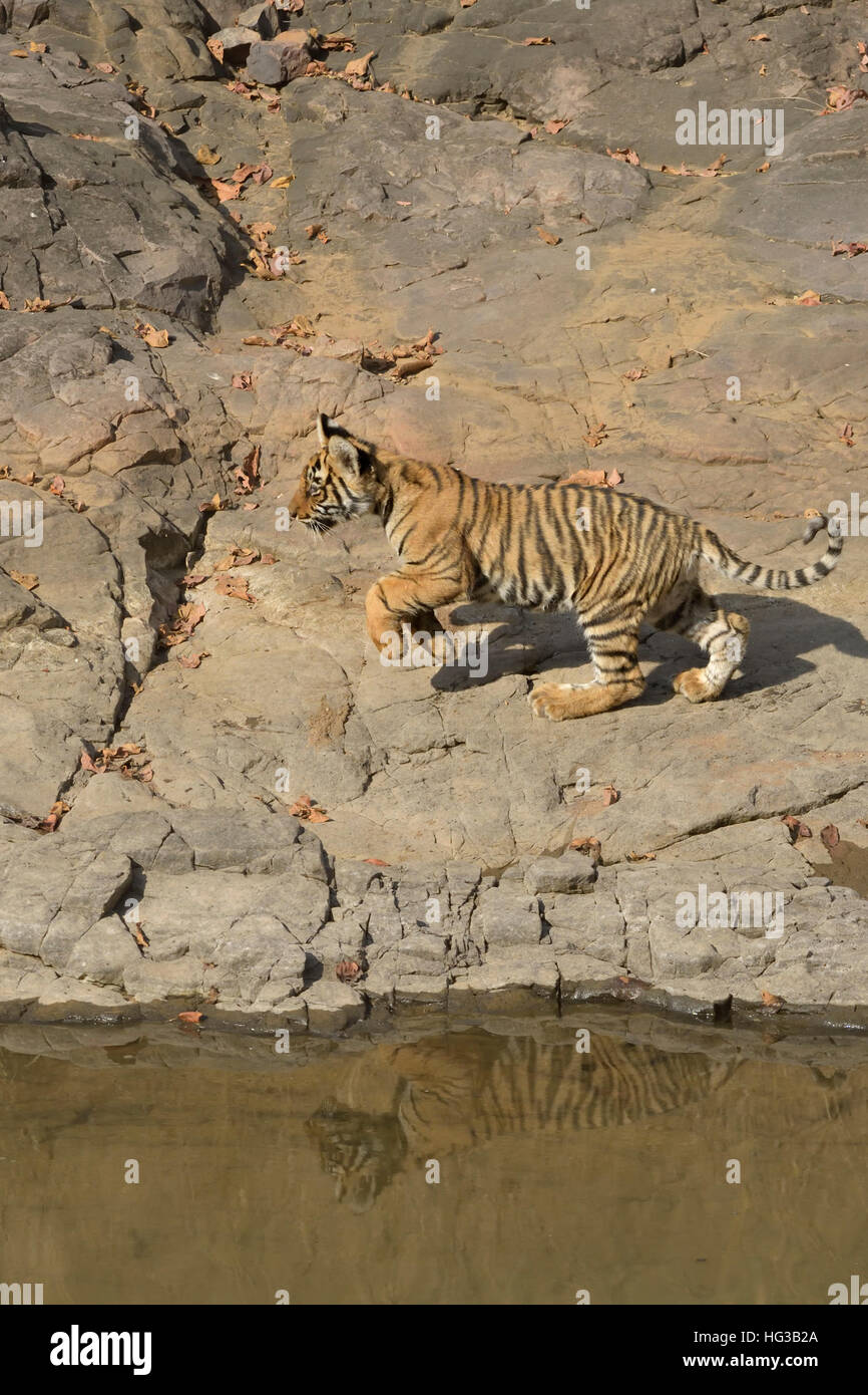 Wild Indian Tiger cubs, walking along a river bed in Ranthambore ...