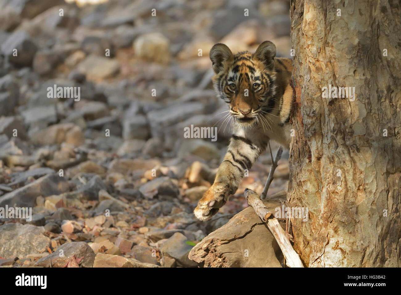 Wild Indian Tiger cub, staring at the camera from behind a tree on a ...