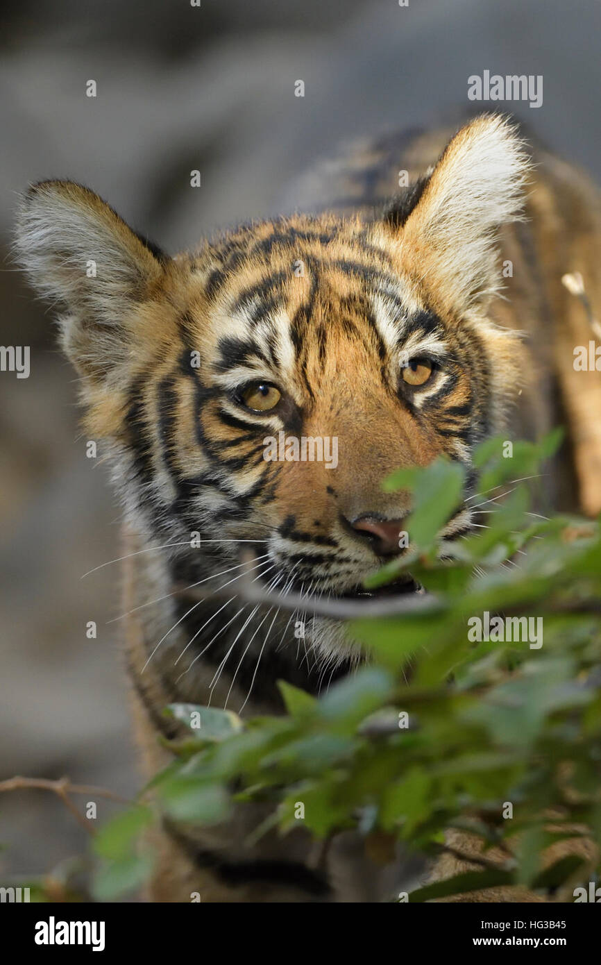 Wild Indian Tiger cub, staring at the camera in Ranthambore national ...