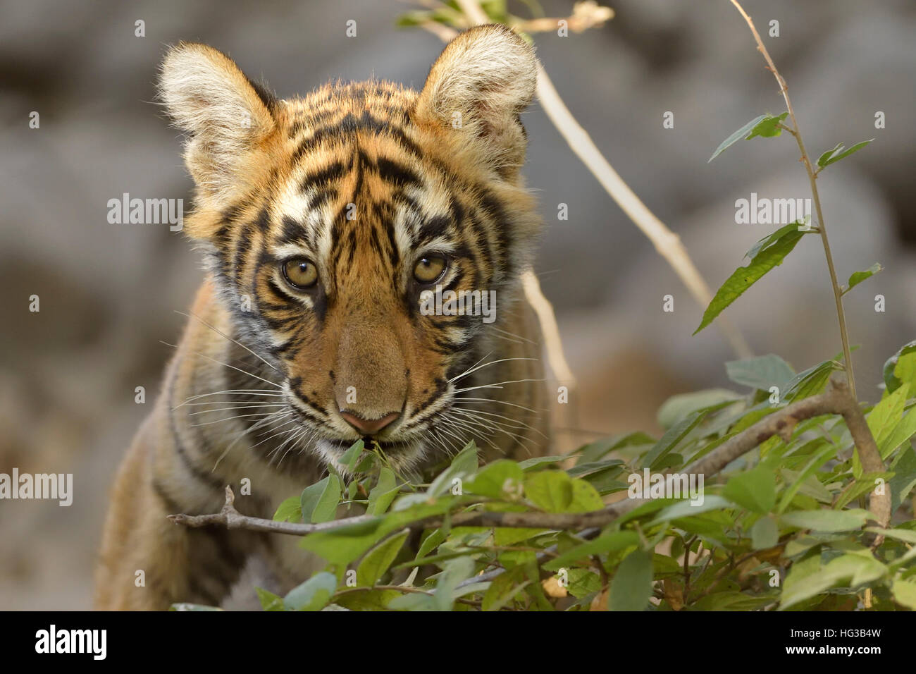 Wild Indian Tiger cub, staring at the camera in Ranthambore national ...