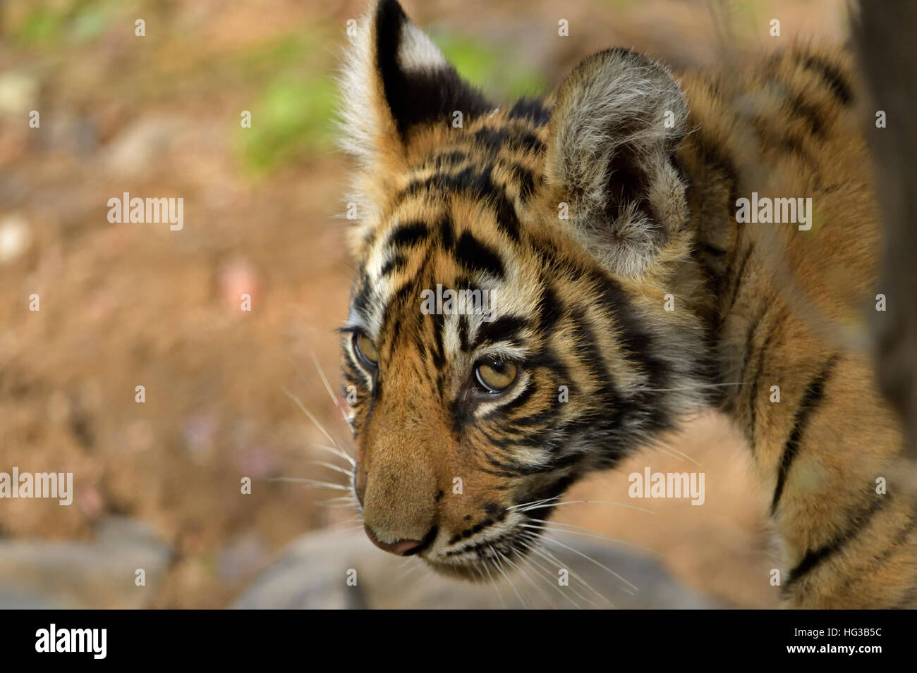 Wild Indian Tiger cub, staring at the camera in Ranthambore national ...