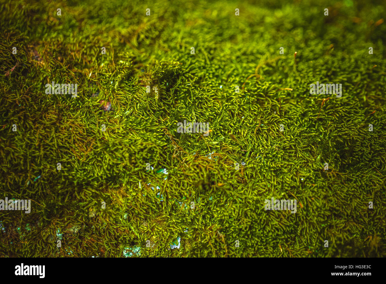 fresh green moss growing close up background Stock Photo - Alamy