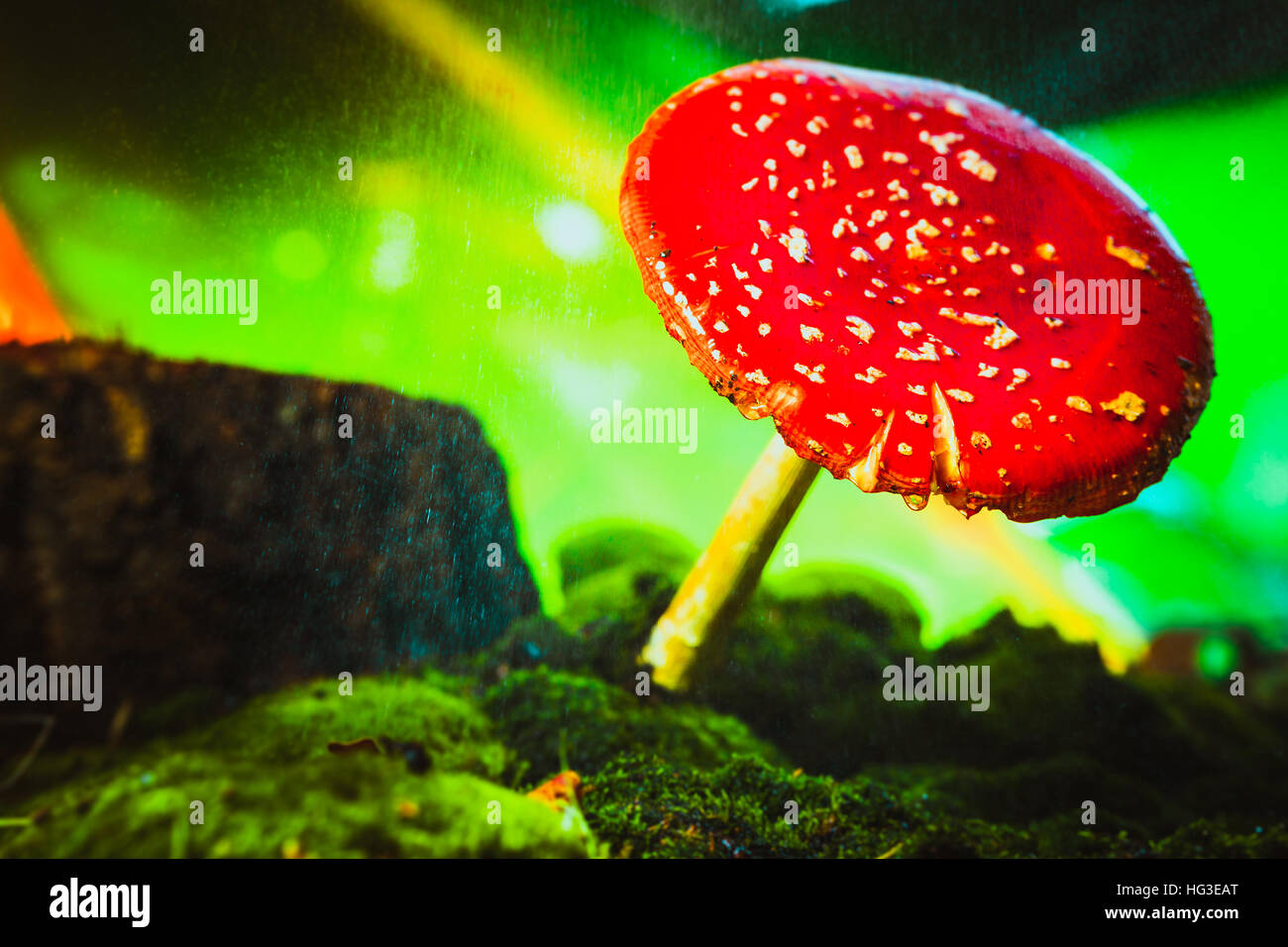 beautiful red with white spots mushroom on moss Stock Photo - Alamy