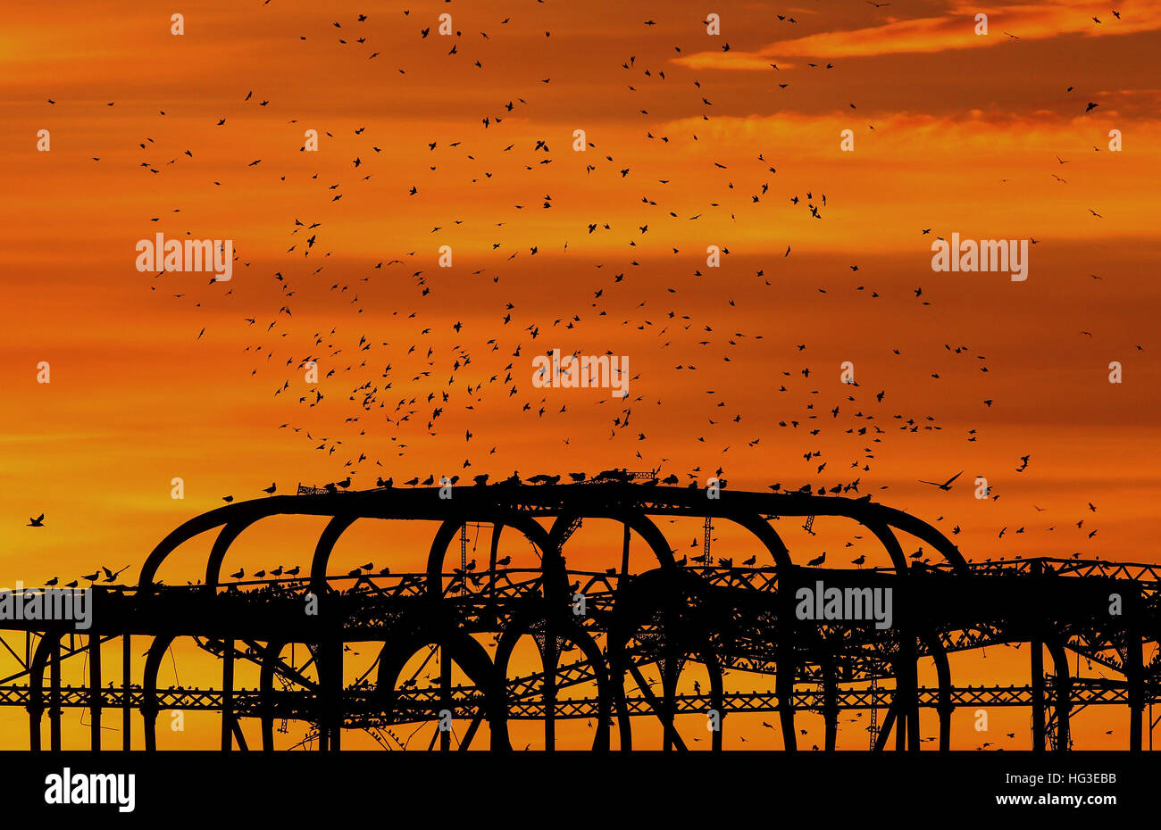 Birds return to roost on the old West Pier as the sun sets in Brighton ...