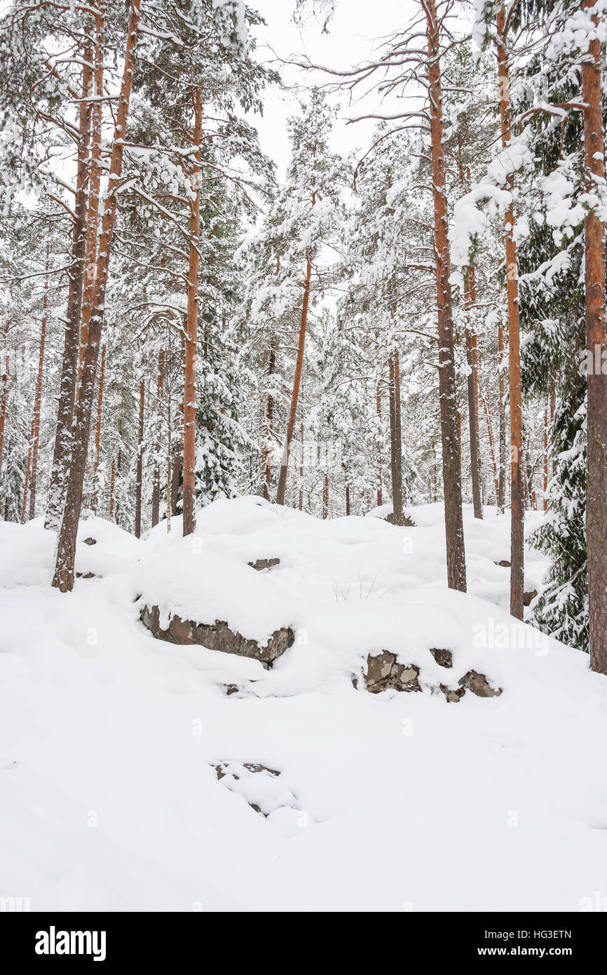 Snowy pine tree forest at winter Stock Photo - Alamy