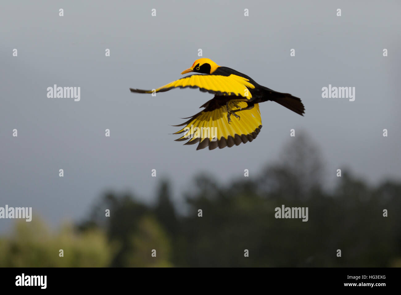 Regent Bowerbird - adult male in flight Native, Australian Endemic ...