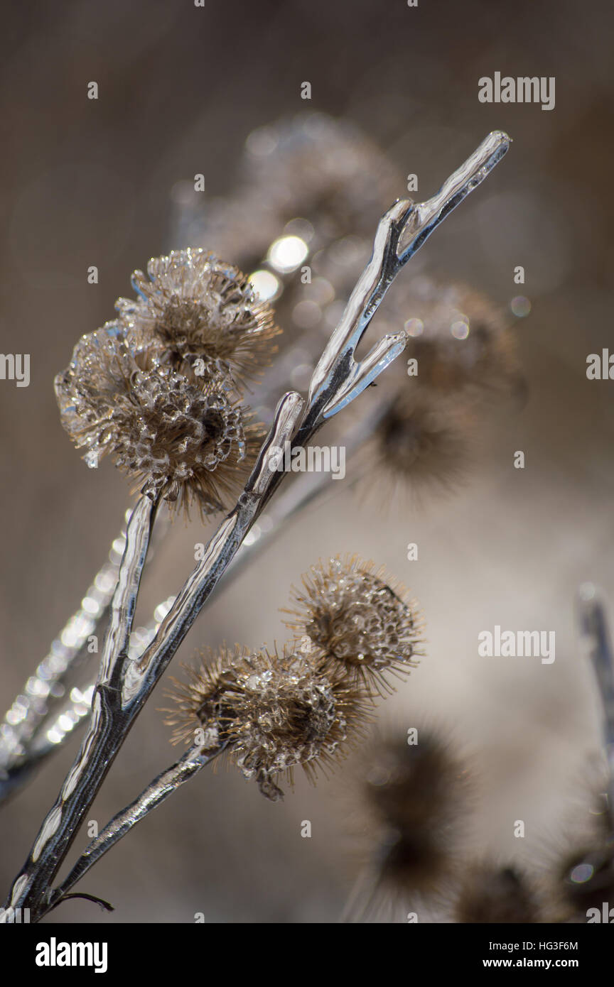 Burr background hi-res stock photography and images - Alamy