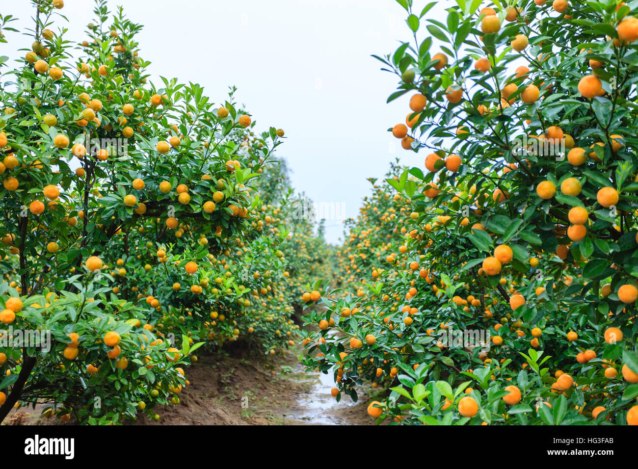 Growing Tangerines at Hanoi, Vietnam Stock Photo - Alamy