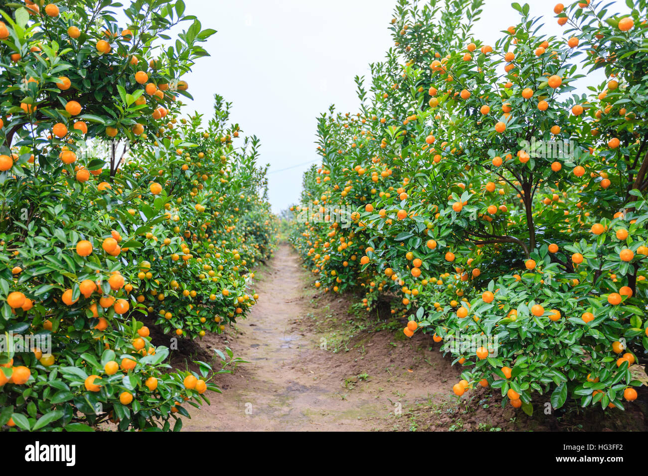 Growing Tangerines at Hanoi, Vietnam Stock Photo - Alamy