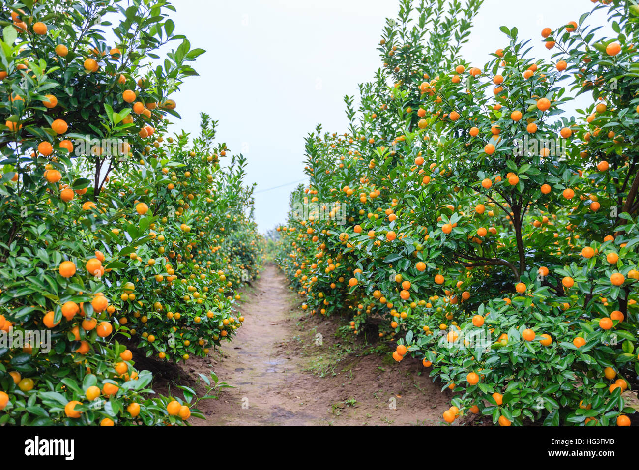 Growing Tangerines at Hanoi, Vietnam Stock Photo - Alamy