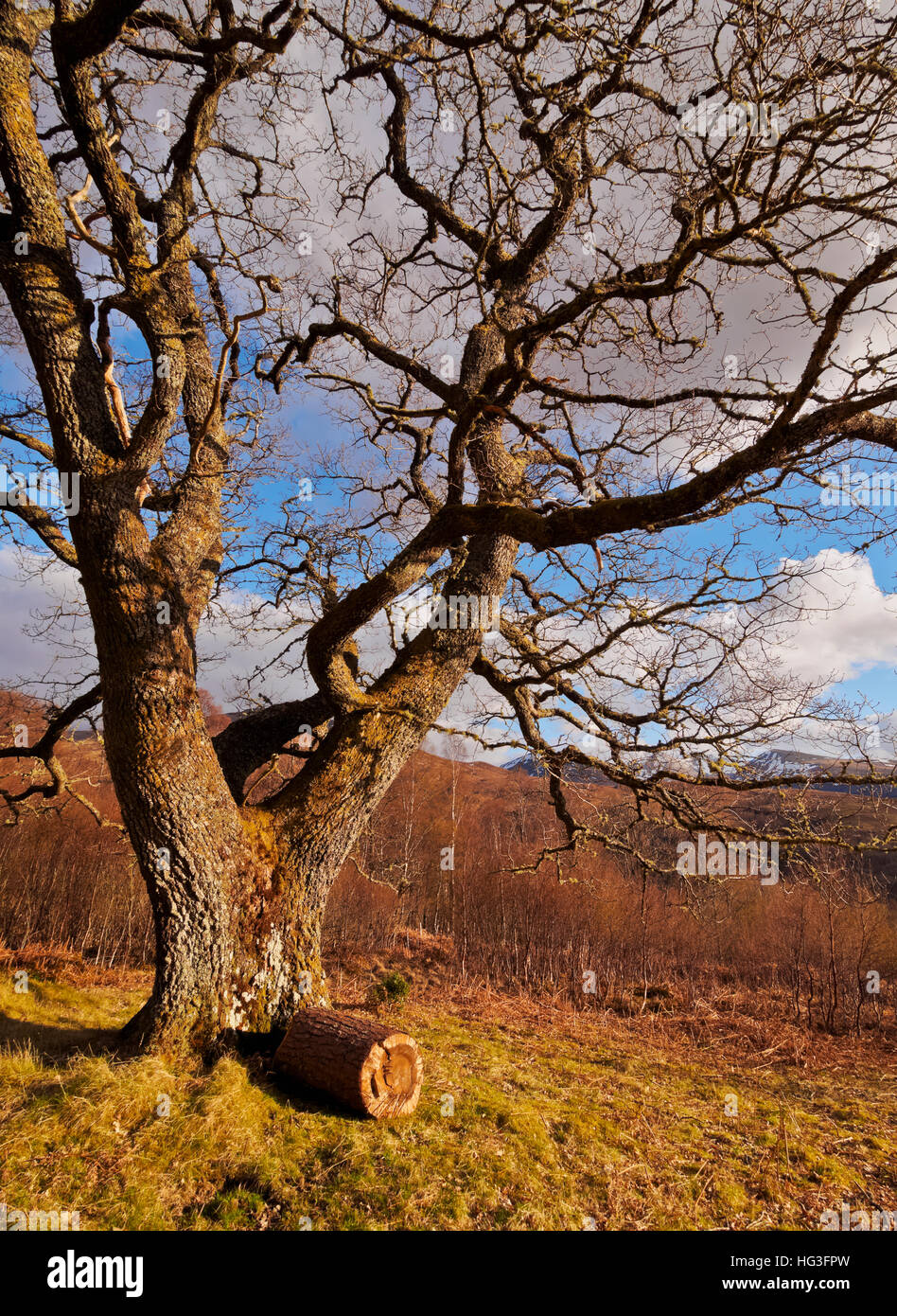 UK, Scotland, Highlands, Forest of the Roy Bridge Stock Photo - Alamy