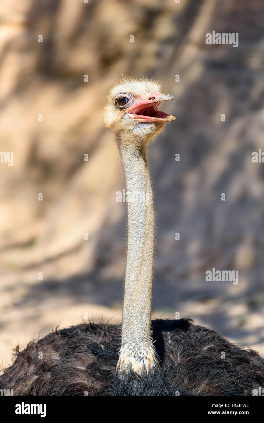 Funny Ostrich Bird Portrait Stock Photo - Alamy