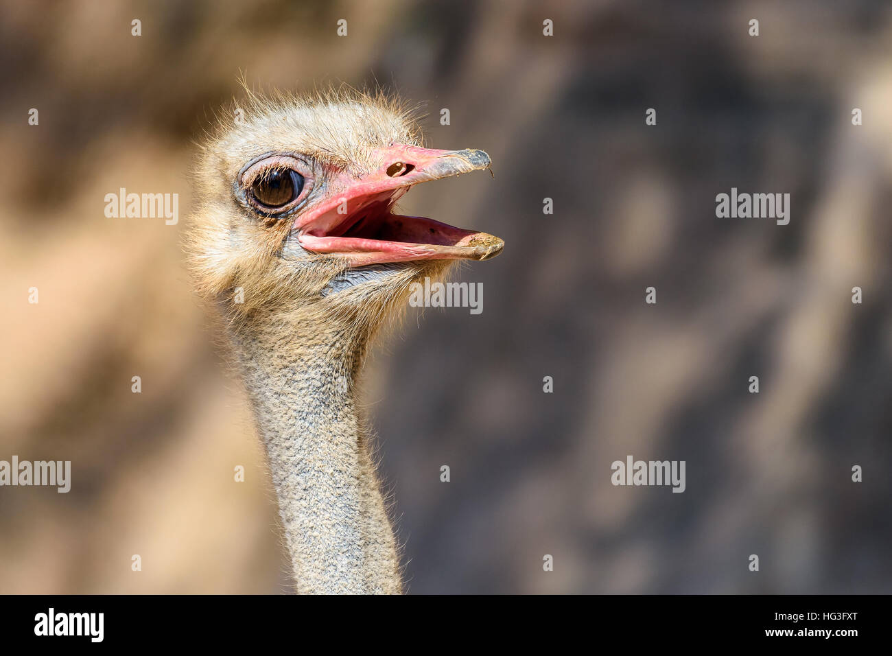 Funny Ostrich Bird Portrait Stock Photo - Alamy