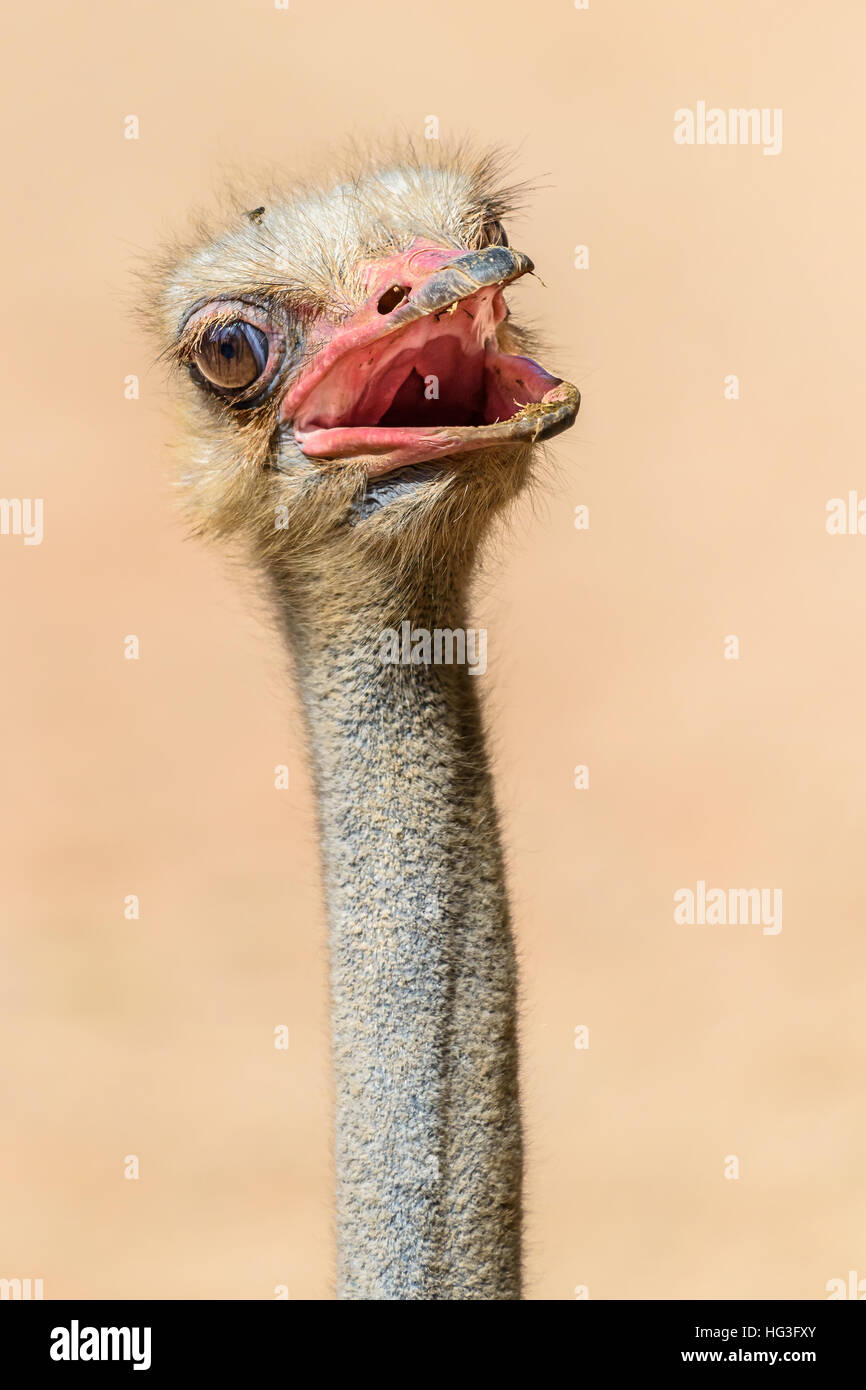 Funny Ostrich Bird Portrait Stock Photo - Alamy