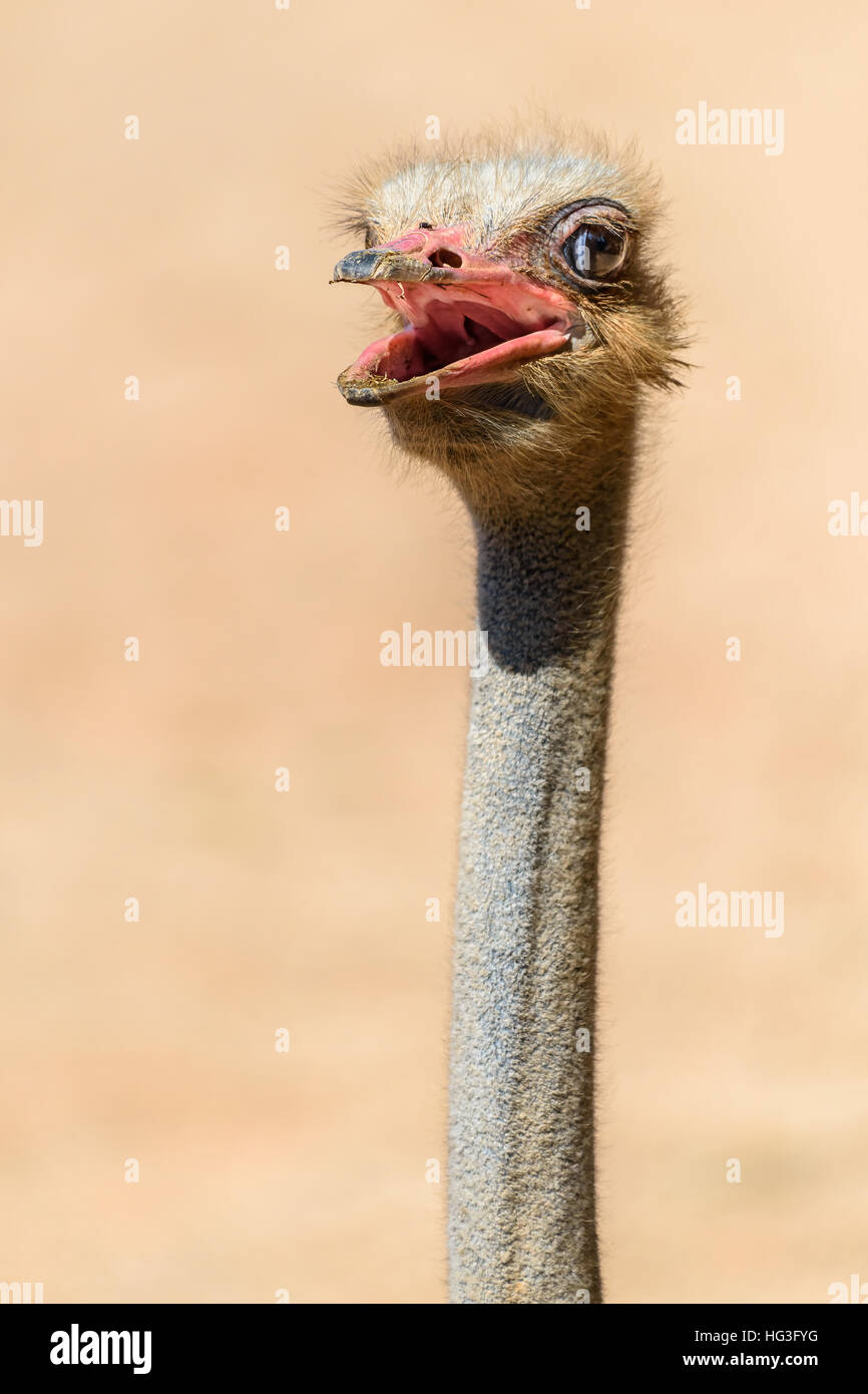 Funny Ostrich Bird Portrait Stock Photo - Alamy