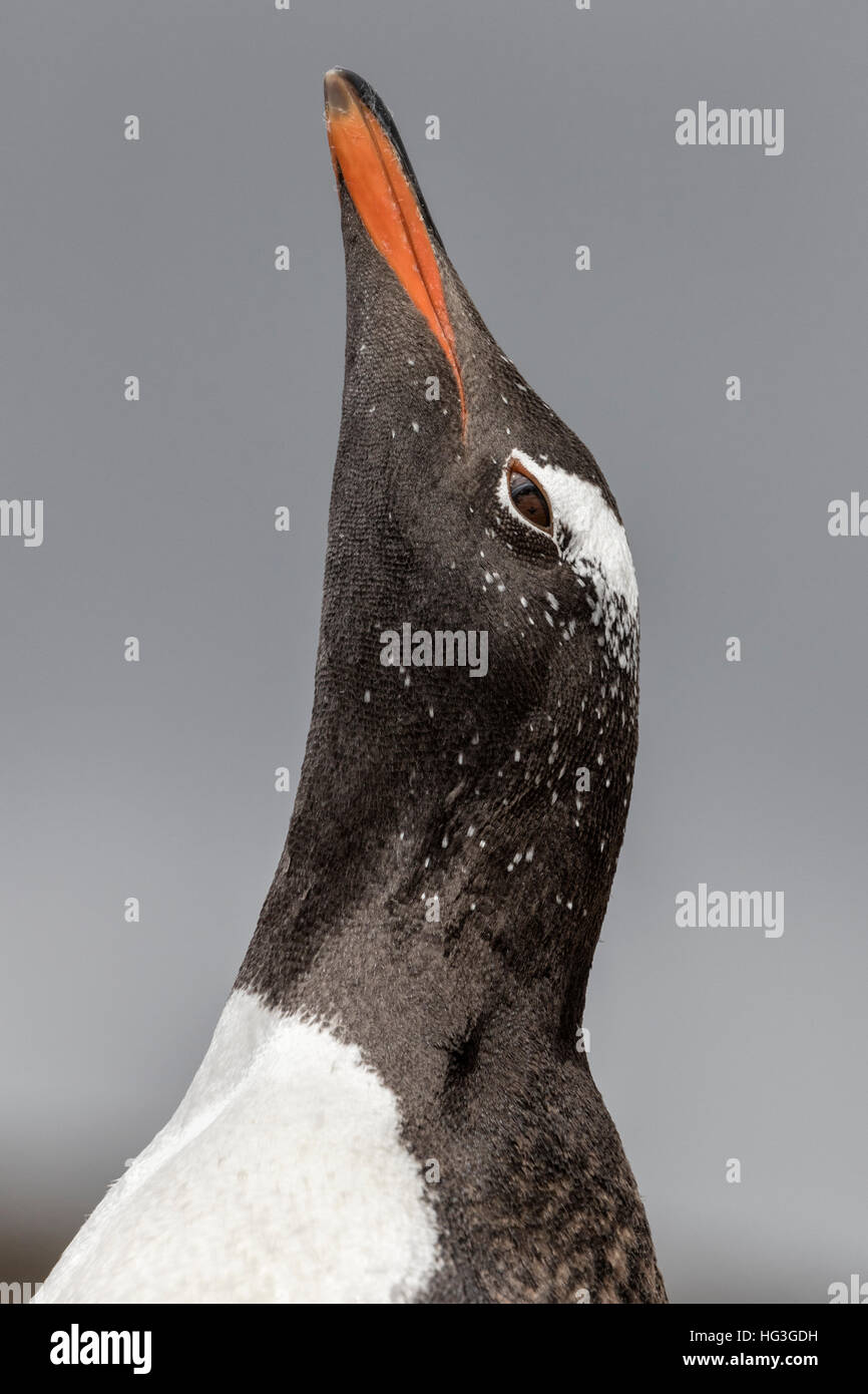 Sky pointing display hi-res stock photography and images - Alamy