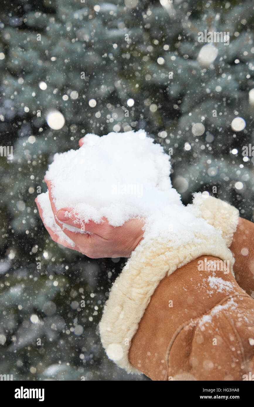 female hands with a handful of snow, winter outdoor, snowy fir trees in ...