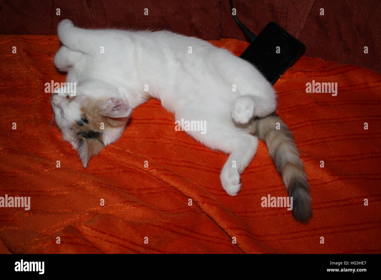 cat, pet, animal, love, family, happy, life Stock Photo - Alamy