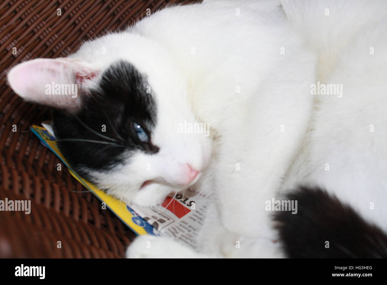 cat, pet, animal, love, family, happy, life Stock Photo - Alamy