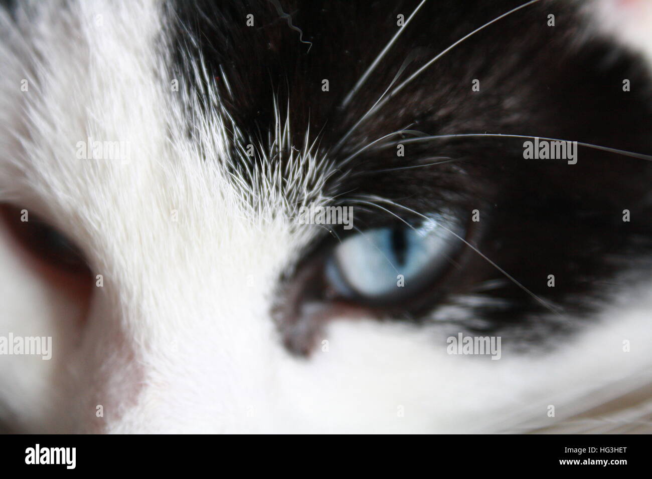 this is my cat Stock Photo - Alamy