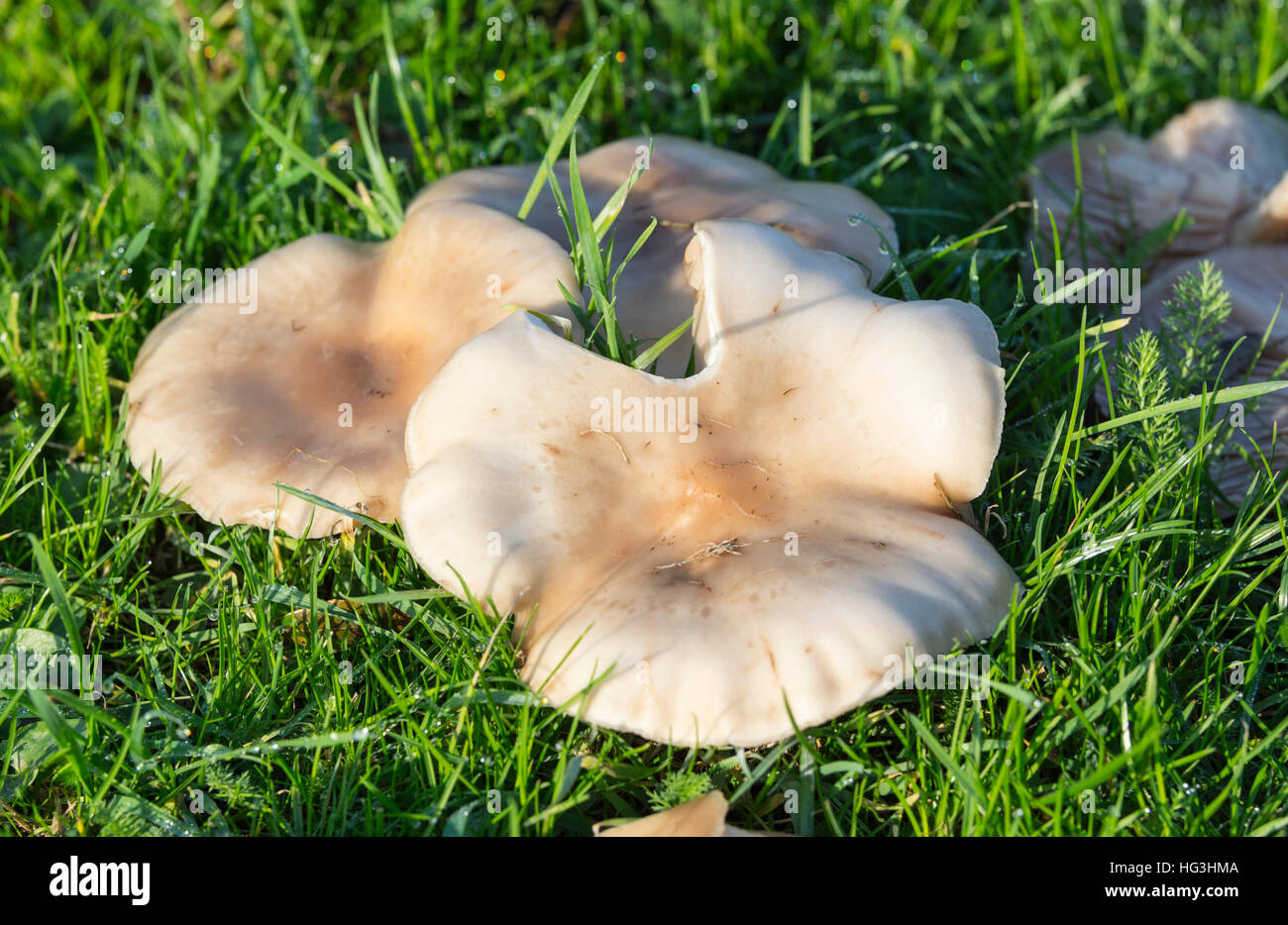 Ground fungi hi-res stock photography and images - Alamy