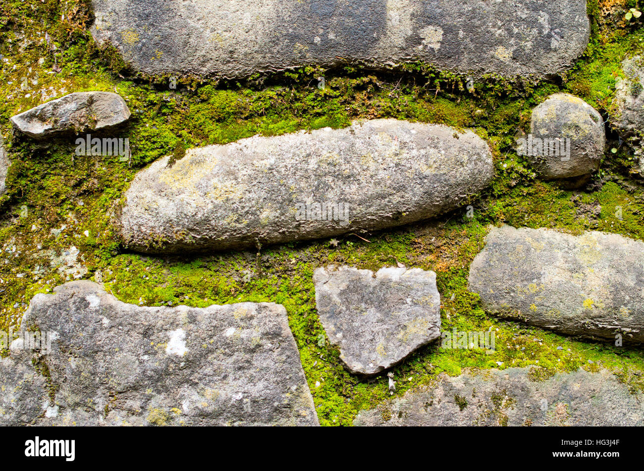 gray stones of an ancient path in the woods abandoned partly covered ...