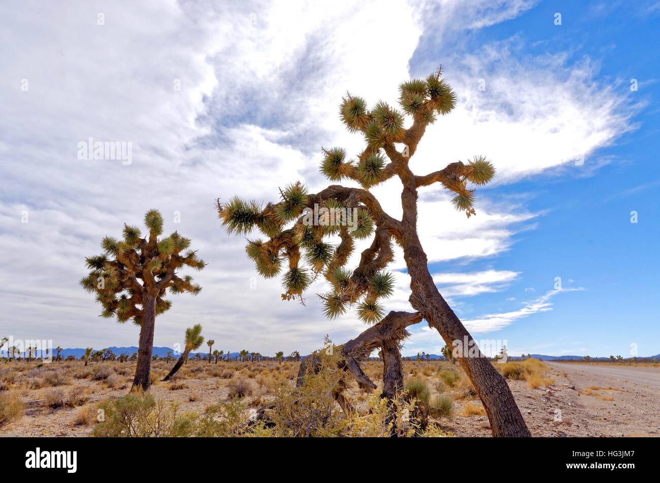 Close up of a Joshua Tree in the Mojave desert Stock Photo - Alamy