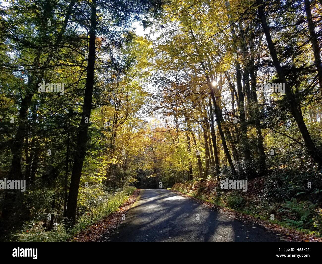 Colorful Fall foliage in West Virginia Stock Photo - Alamy