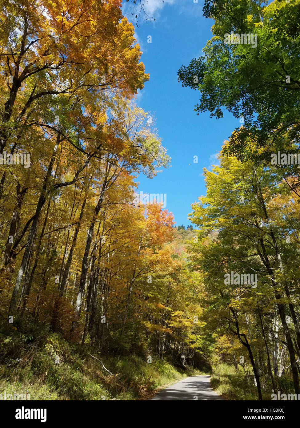 Colorful Fall foliage in West Virginia Stock Photo - Alamy
