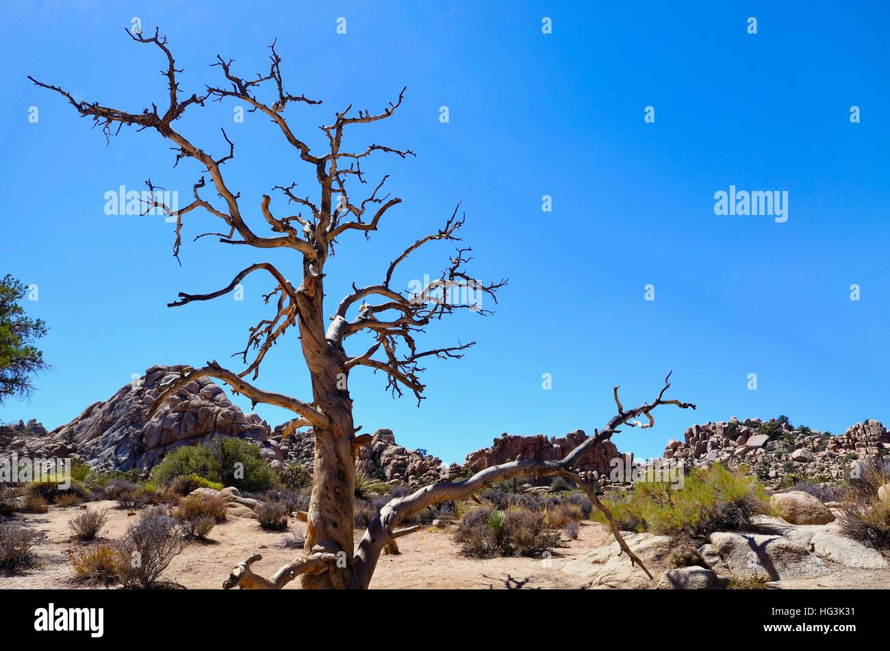 A dead tree in the Mojave Desert Stock Photo - Alamy