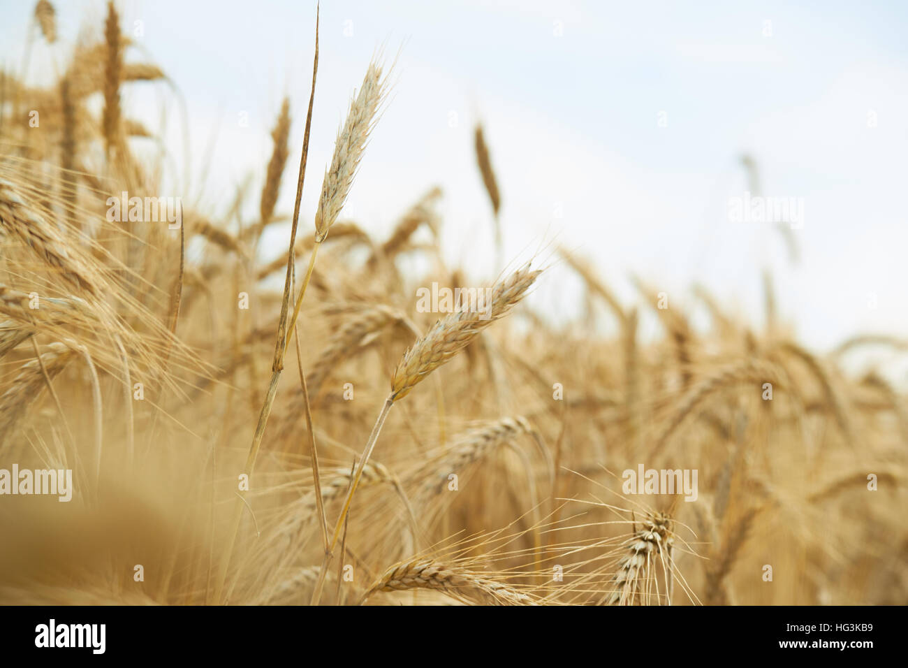 spikelets of wheat in summer Stock Photo - Alamy