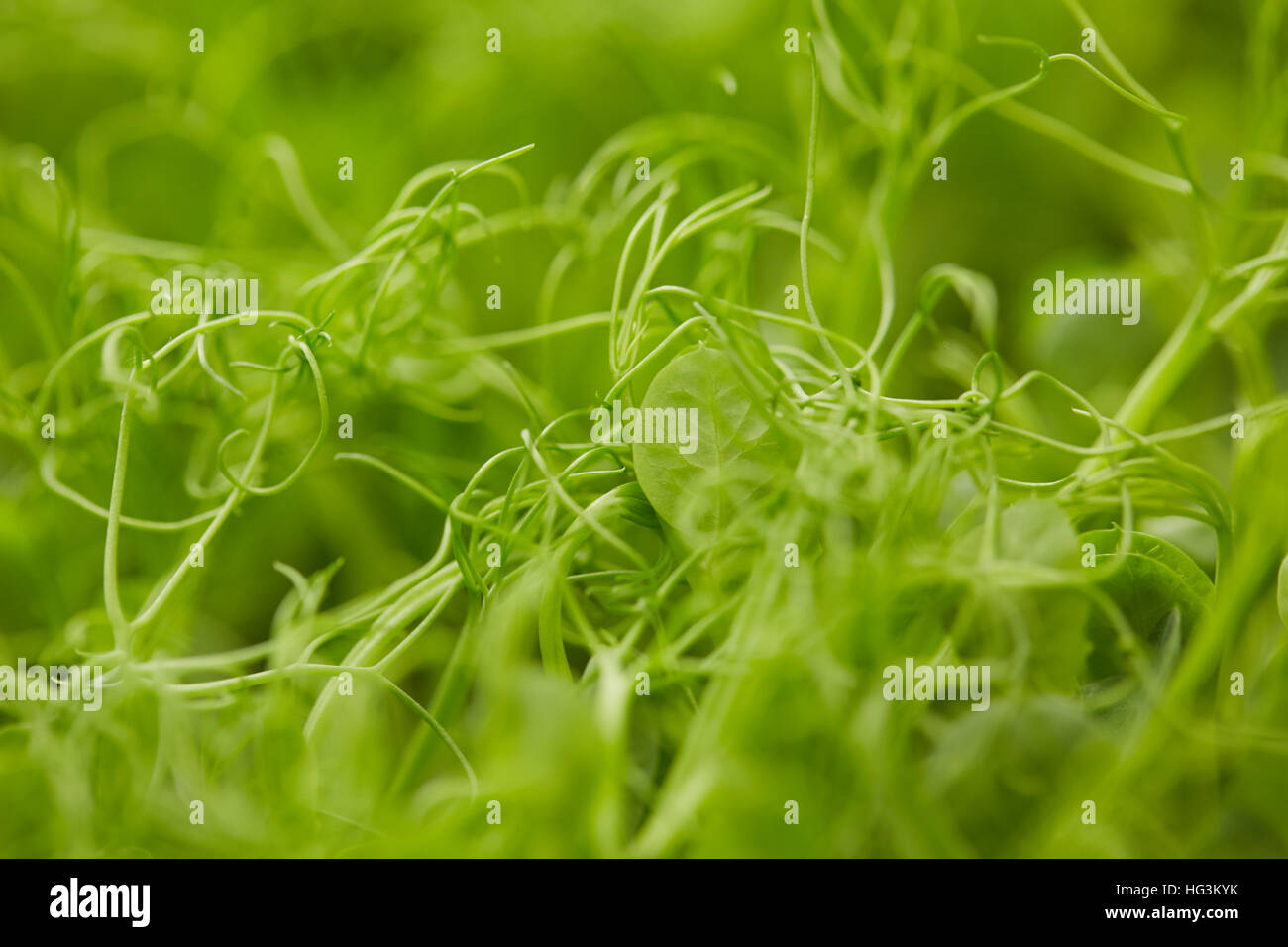 Pea shoots in pots hi-res stock photography and images - Alamy