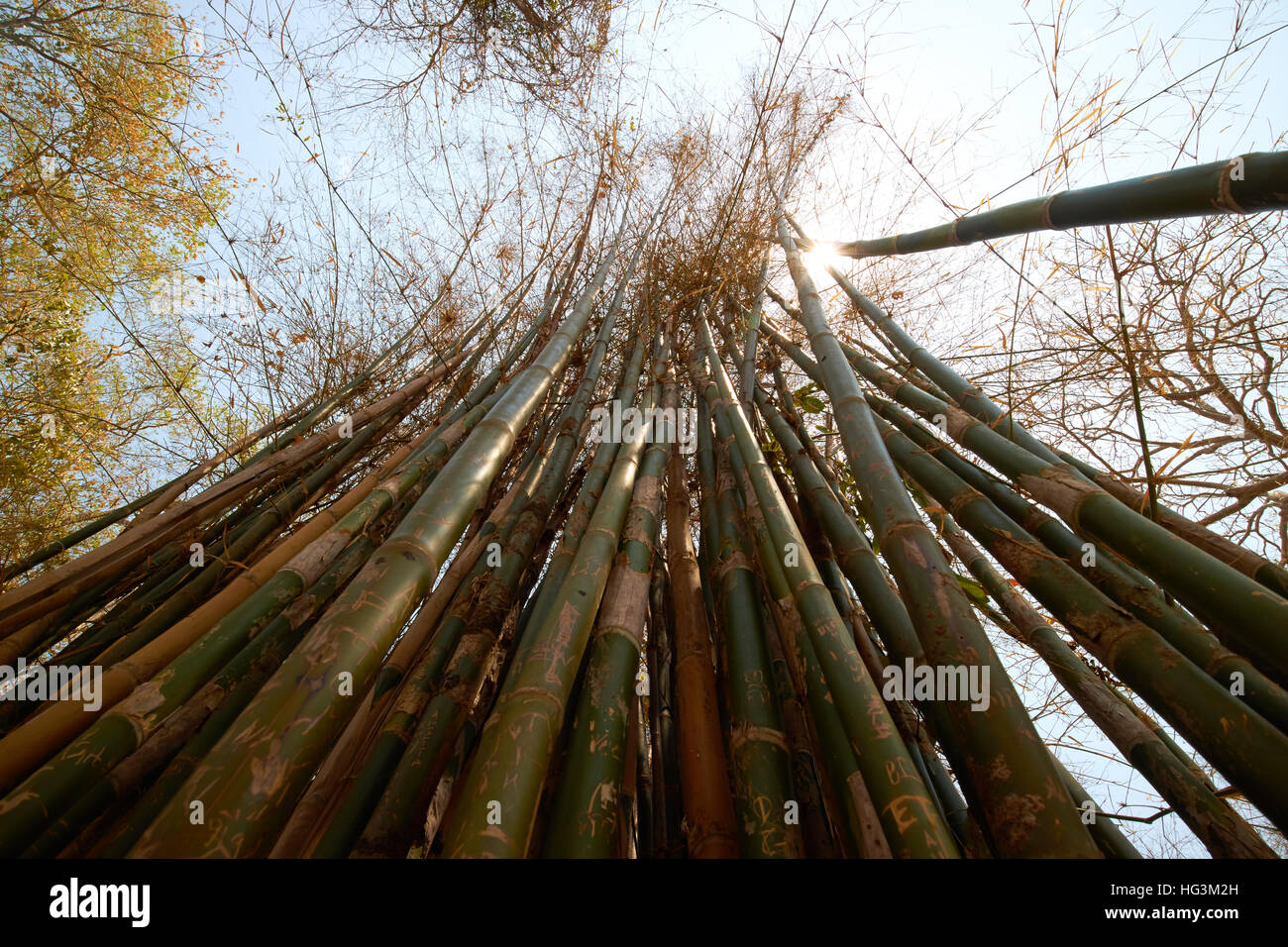 Fastest growing plant hi-res stock photography and images - Alamy