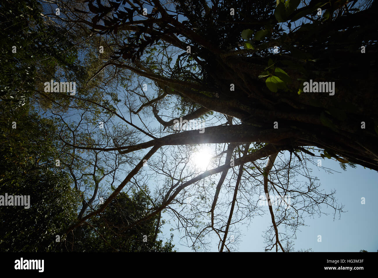 sky through the branches of a tree Stock Photo - Alamy