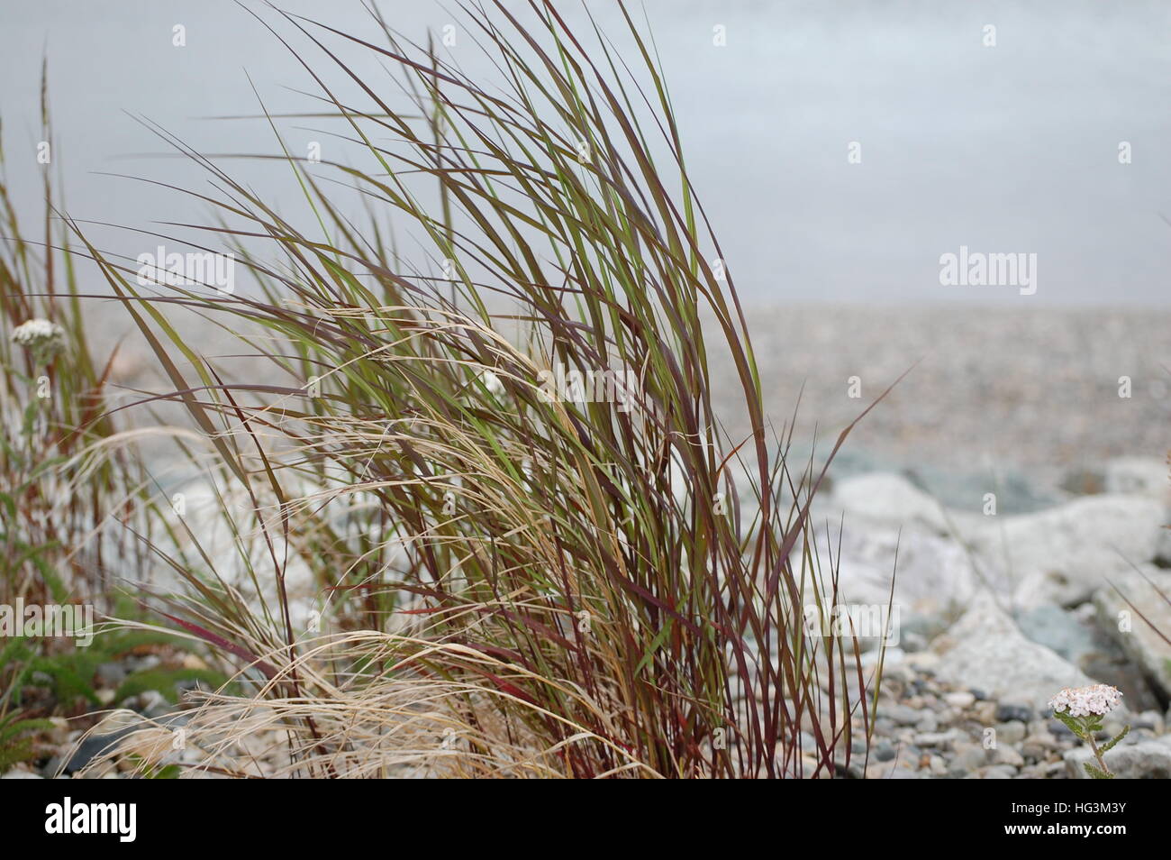 Rocky shoreline arctic hi-res stock photography and images - Alamy
