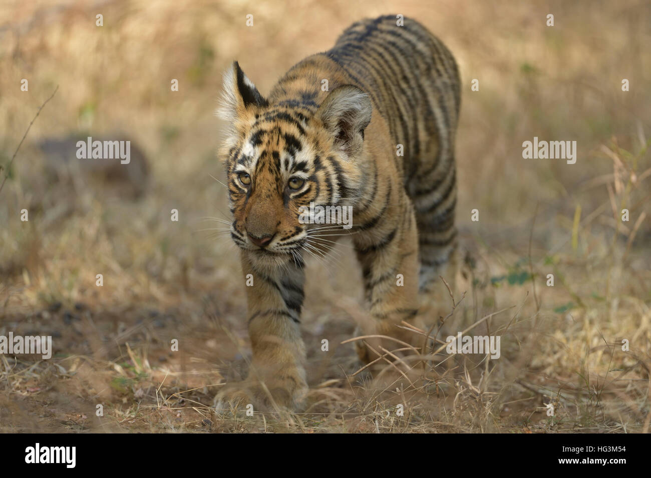 Wild Indian Tiger cub in the dry forests of Ranthambore national park ...