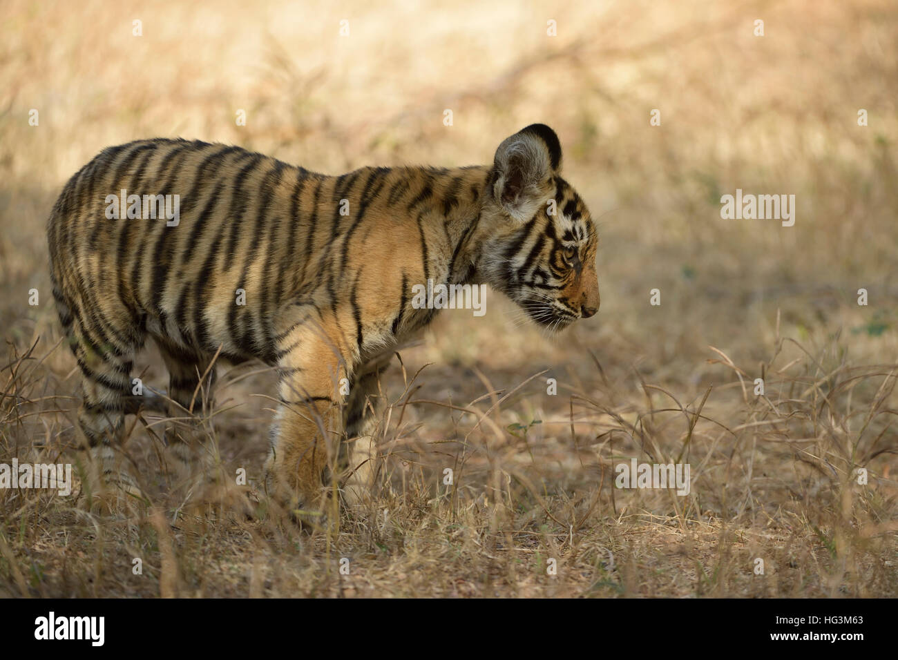 Wild Indian Tiger cub in the dry forests of Ranthambore national park ...