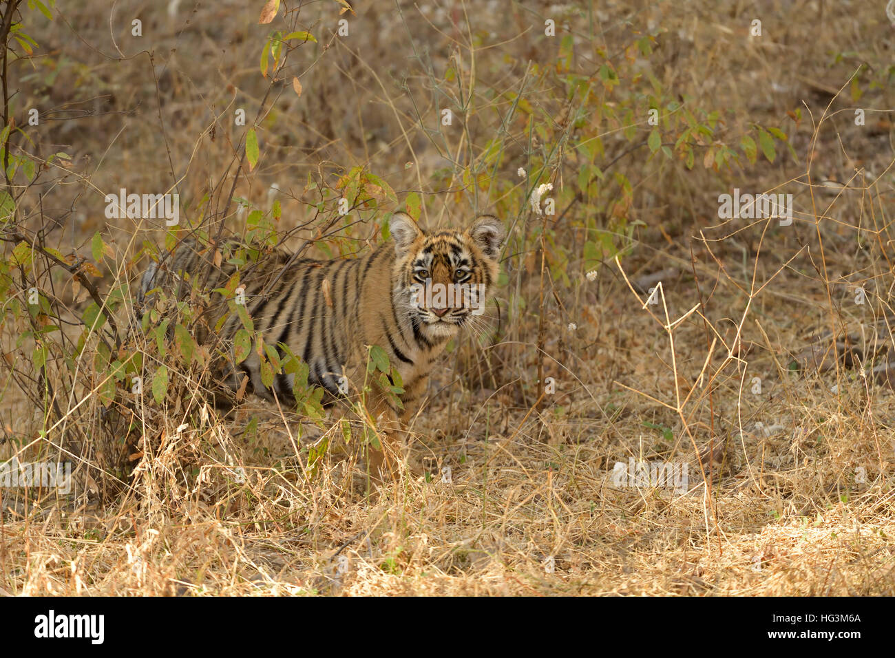 Wild Indian Tiger cub in the dry forests of Ranthambore national park ...
