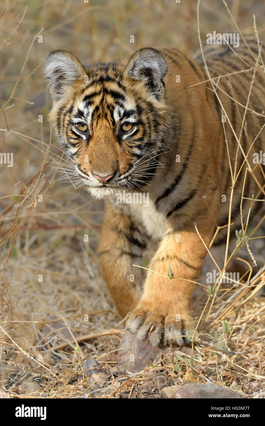 Wild Indian Tiger cub in the forests of Ranthambore national park in ...