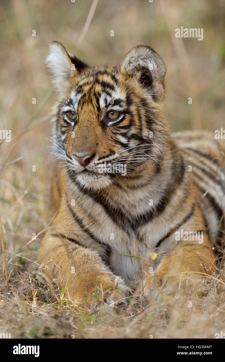 Headshot of a Wild Indian Tiger cub in the forests of Ranthambore ...