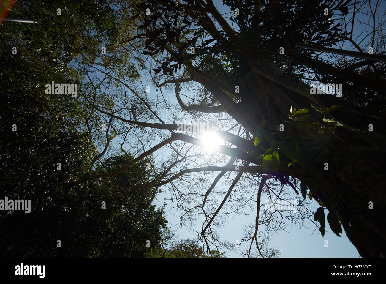 sky through the branches of a tree Stock Photo - Alamy