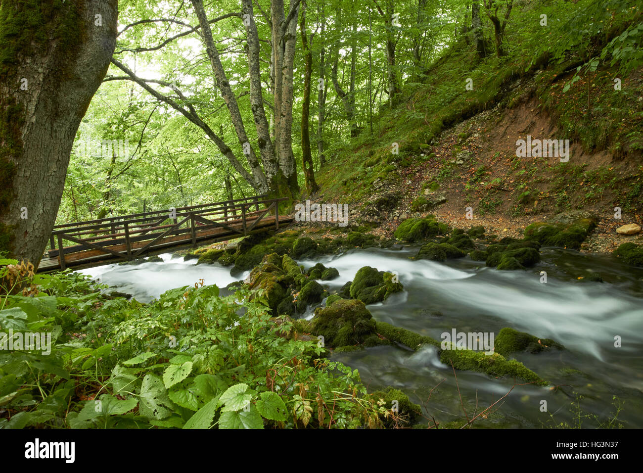 fast flowing rivers in the forests of Montenegro Stock Photo - Alamy