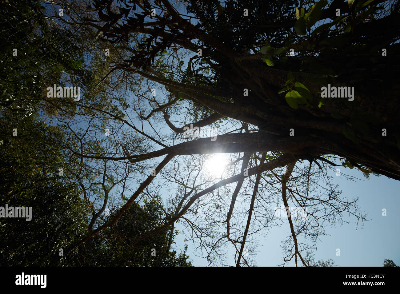 sky through the branches of a tree Stock Photo - Alamy