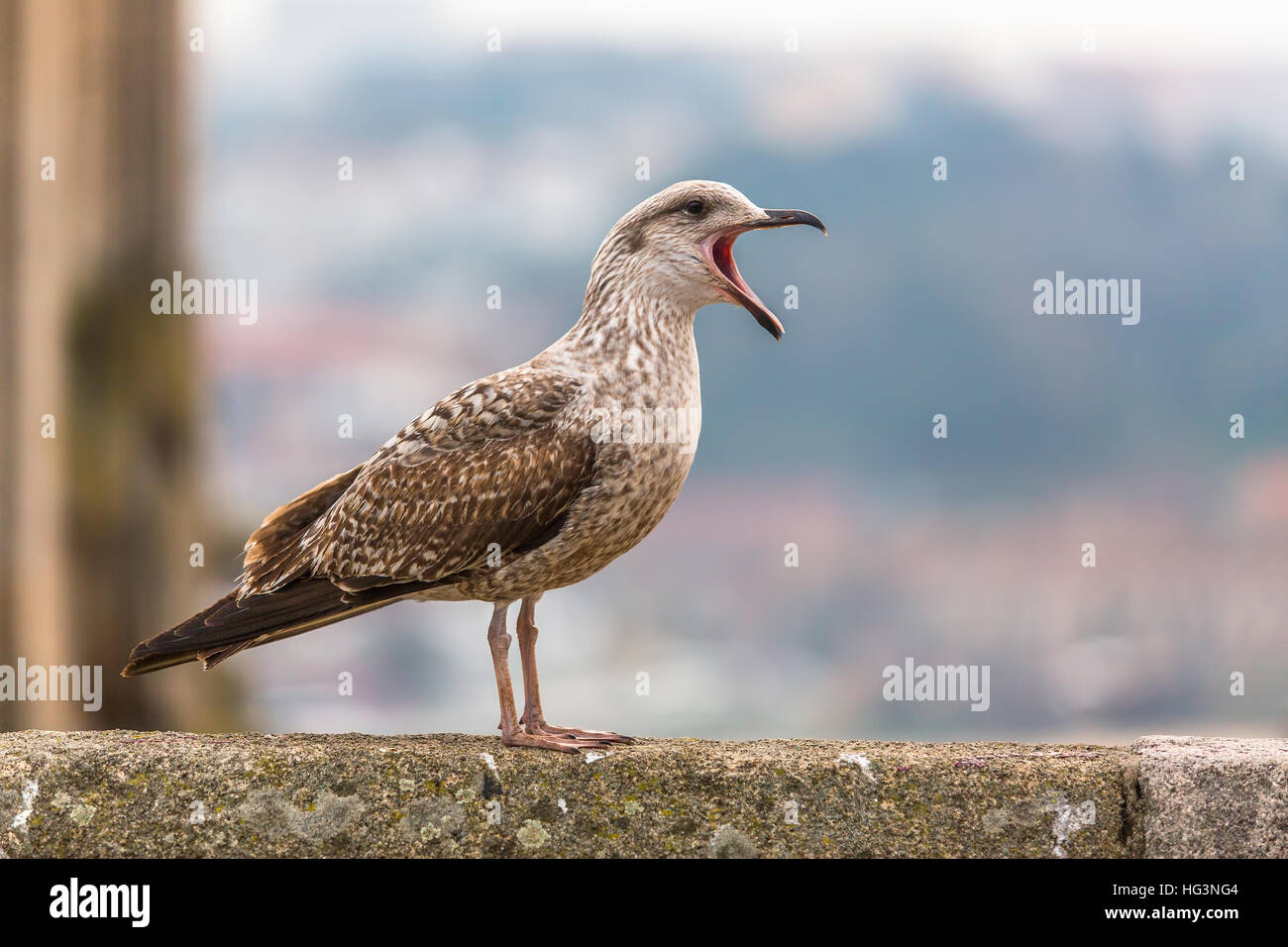 Seagull scream hi-res stock photography and images - Alamy