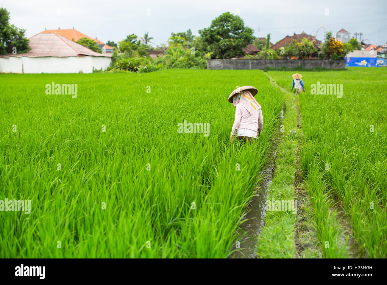 Farmers working in the rice fields Stock Photo - Alamy