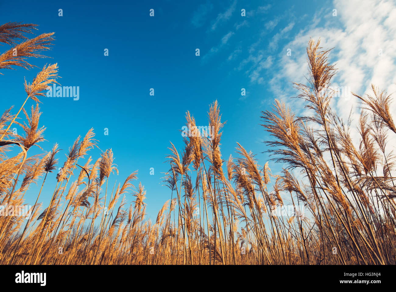 Dry bulrush reed on sunny winter day, low angle Stock Photo - Alamy