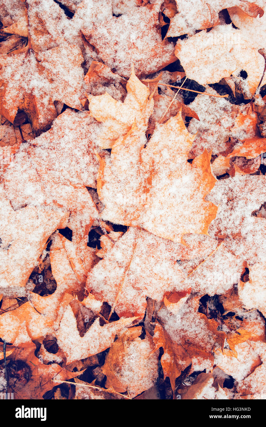 Frost maple leaves hi-res stock photography and images - Alamy